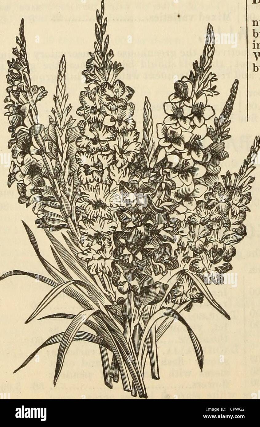 Dreers descriptive catalogue hi-res stock photography and images - Alamy