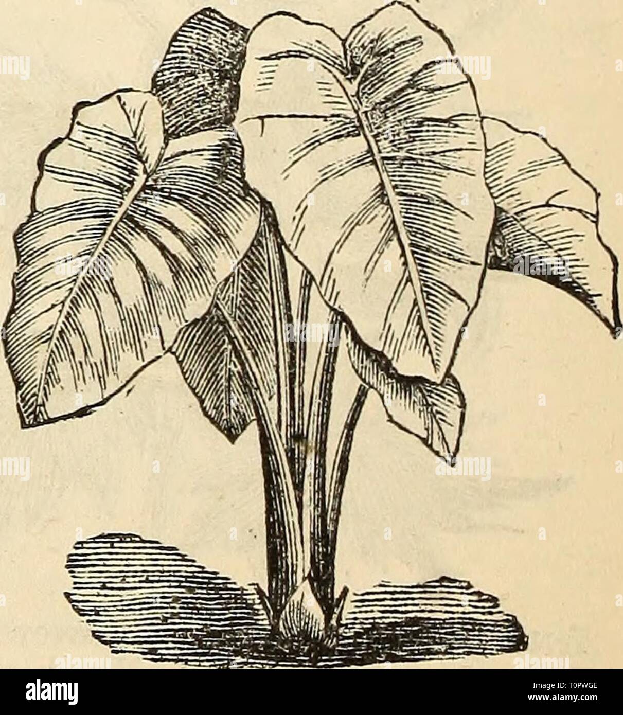 Oip hi-res stock photography and images - Alamy