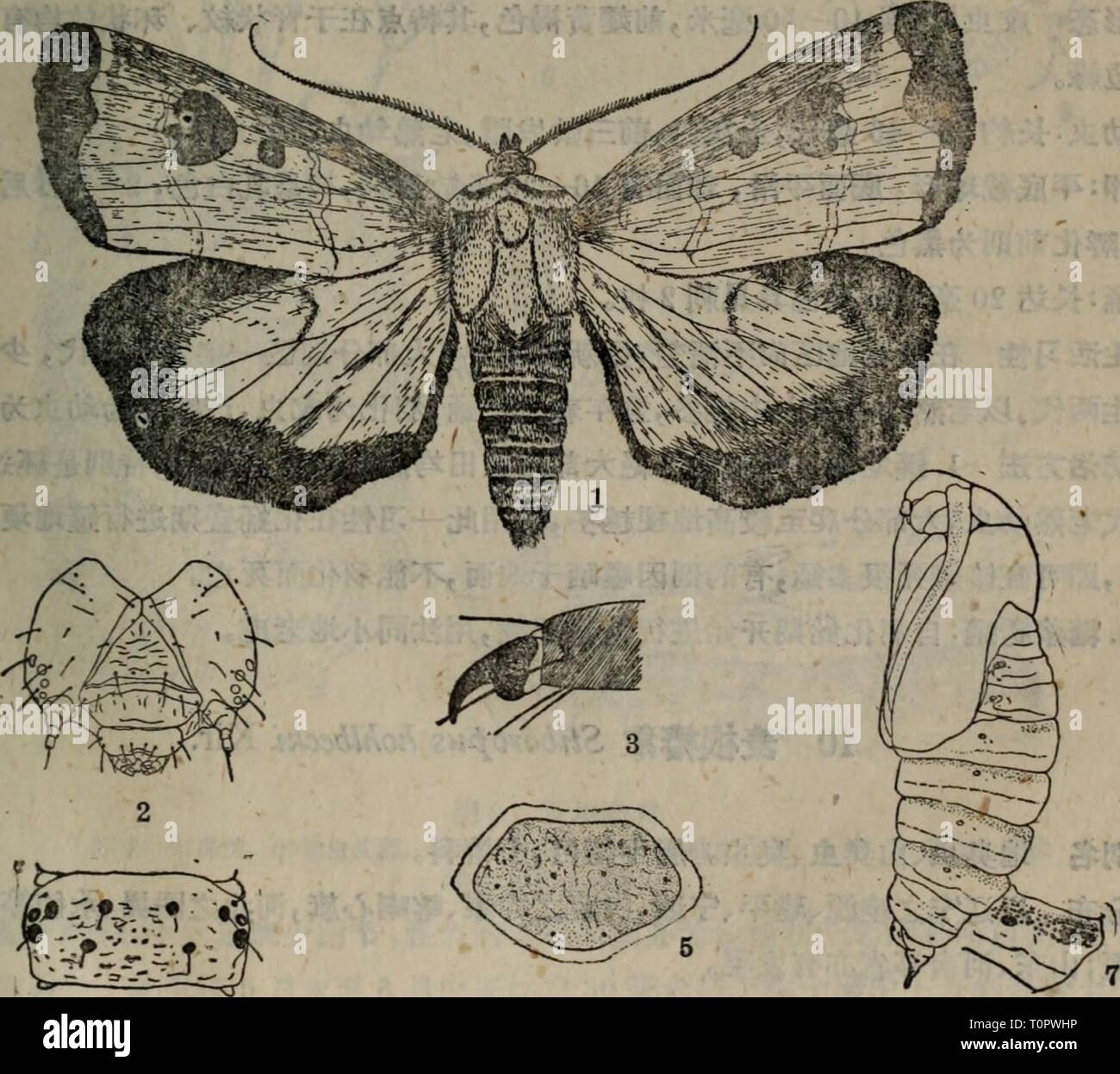 dong bei nong zuo wu dong bei nong zuo wu hai chong tu shuo ...