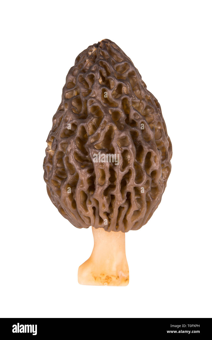 Morel mushroom on white background with clipping path Stock Photo - Alamy