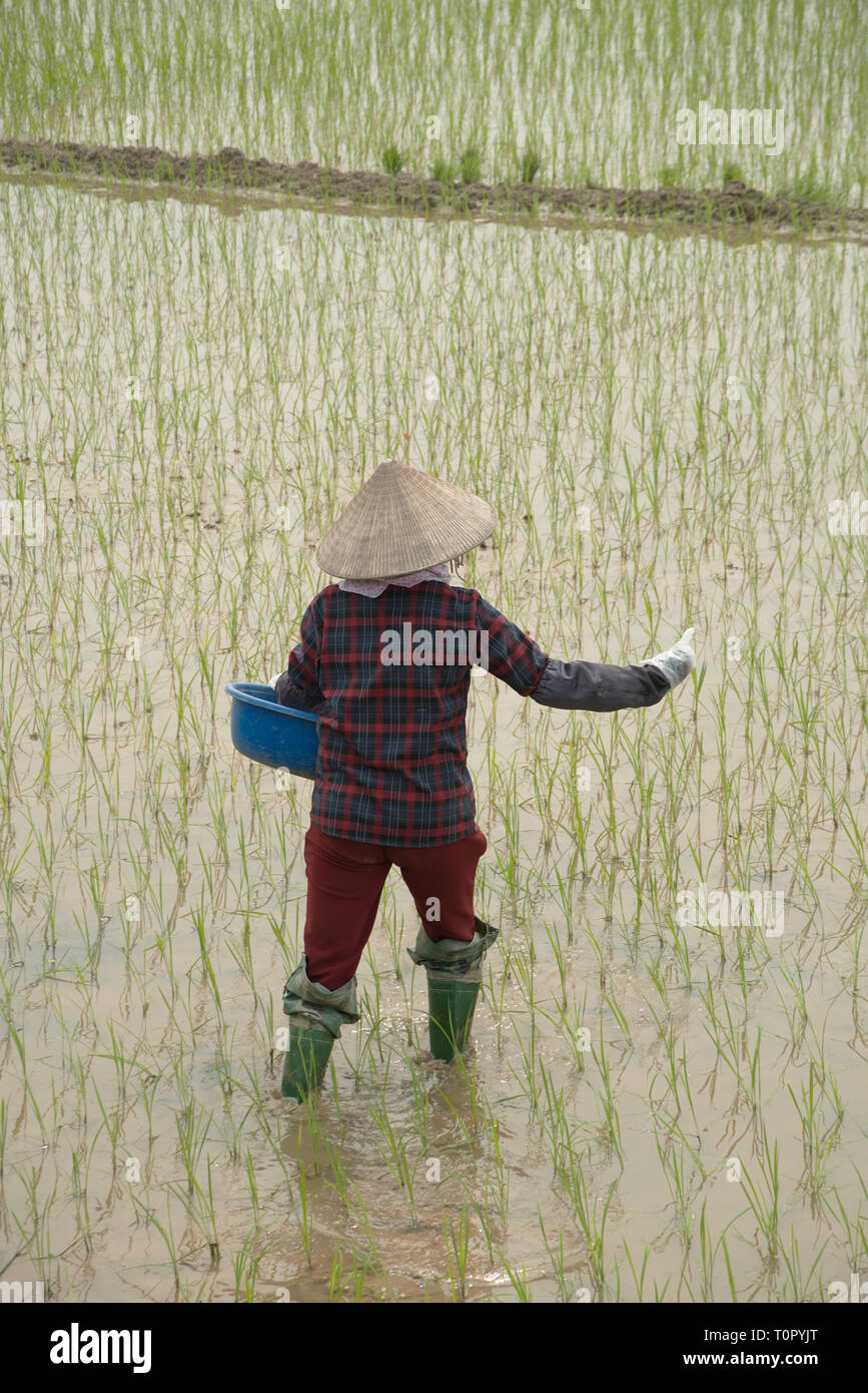 Vietnam rice field fertilizer hi-res stock photography and images - Alamy