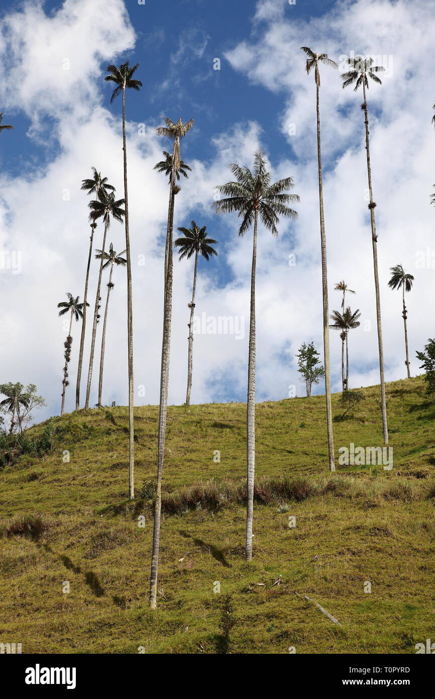 Towering Wax palm trees upto 60metres high, in the Valle de Cocora, to ...