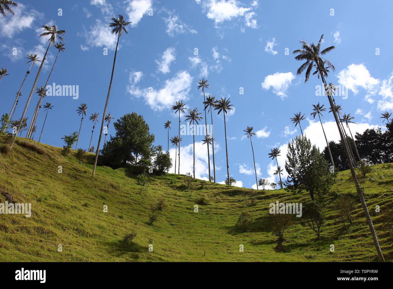 Wax palm tree colombia hi-res stock photography and images - Alamy