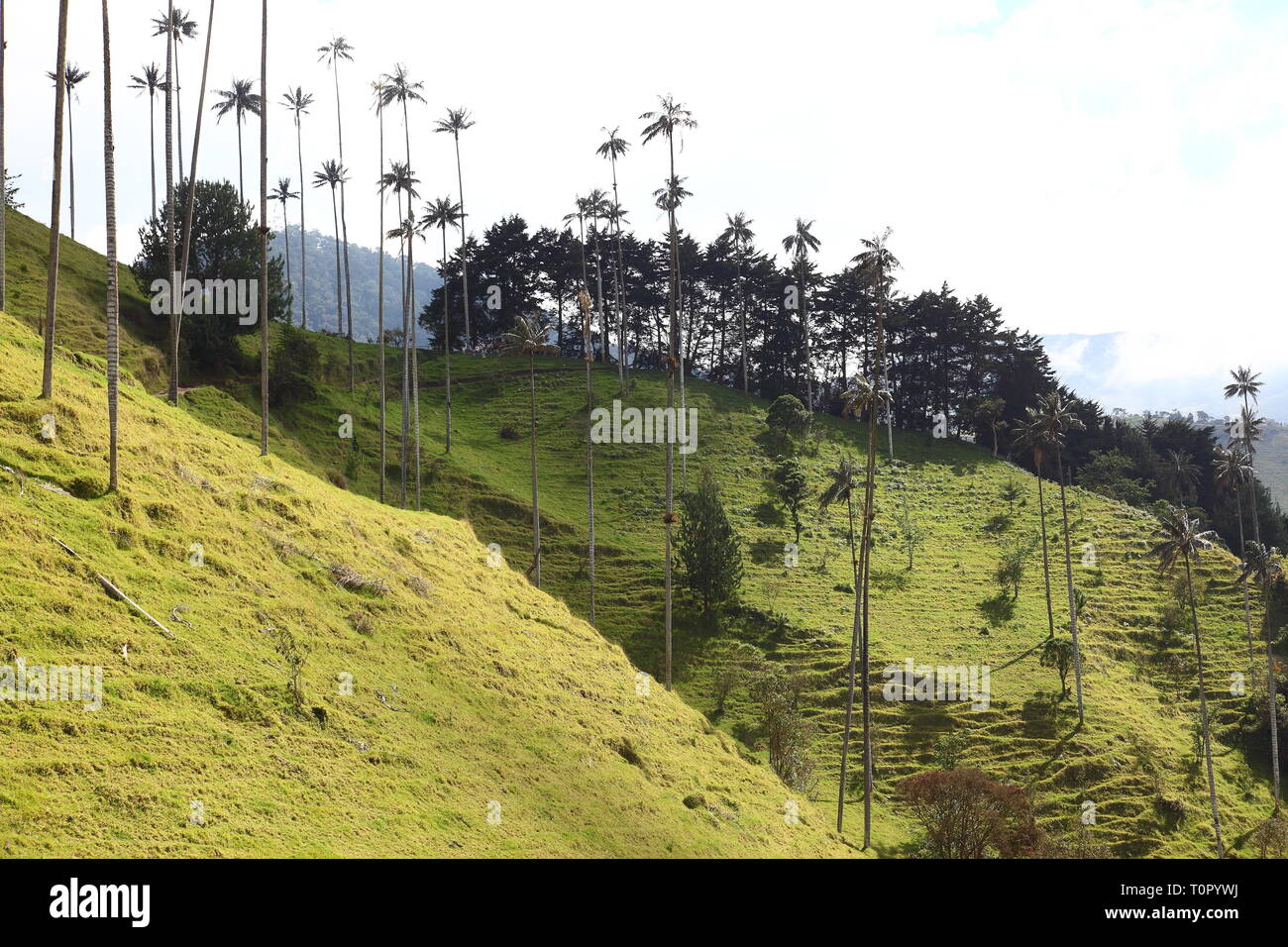 Towering Wax palm trees upto 60metres high, in the Valle de Cocora, to ...