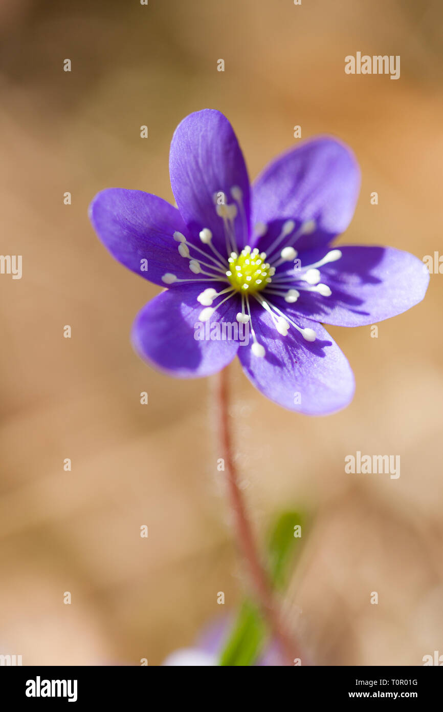 Common hepatica forest purple hi-res stock photography and images - Alamy