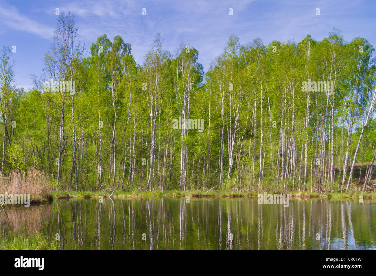 White thin birch trees grow along the forest lake in spring Stock Photo ...