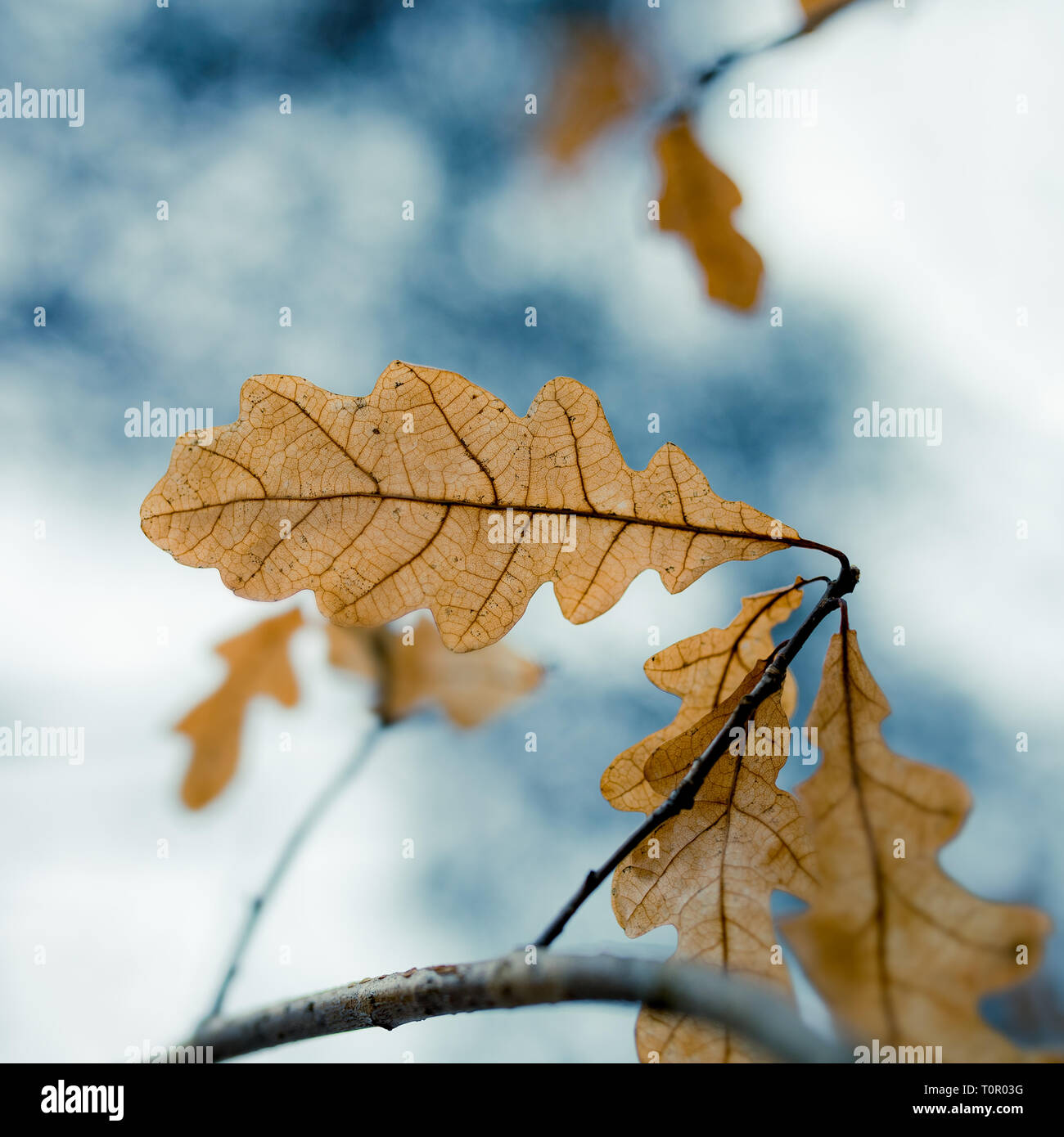 Dry leaves in small oak tree branch Stock Photo - Alamy