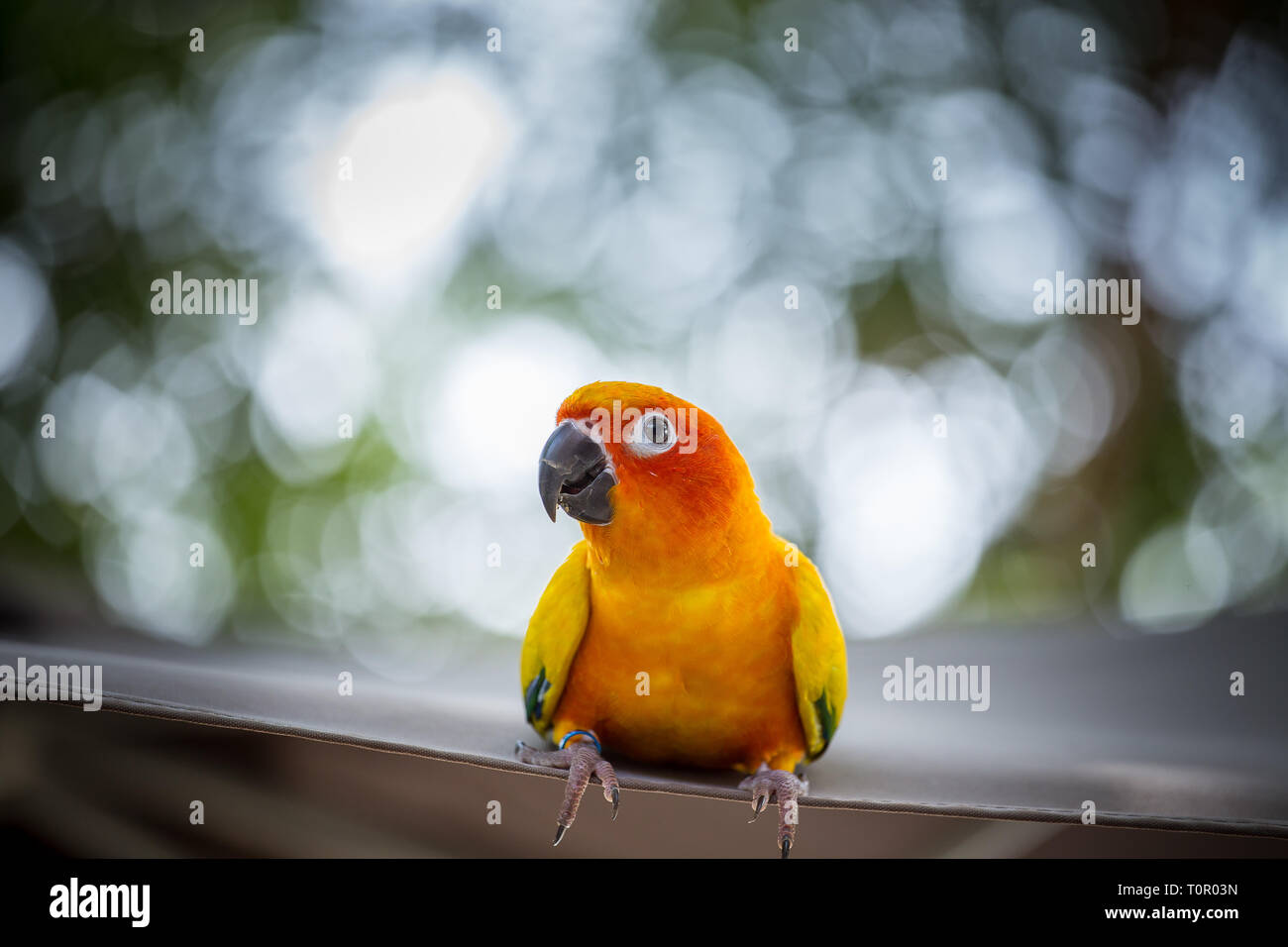 Aratinga solstitialis (conure) with green background Stock Photo - Alamy