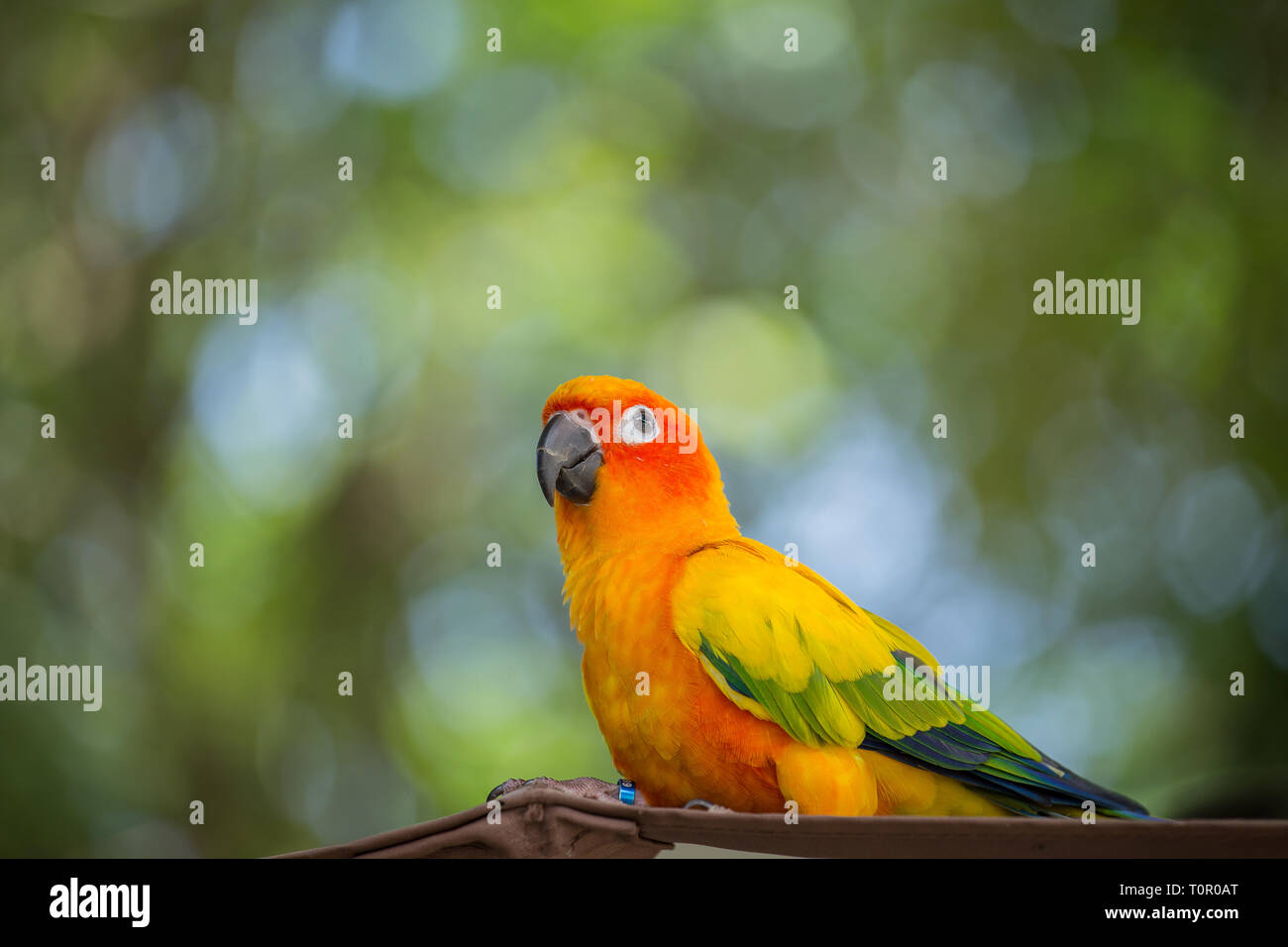 Aratinga solstitialis (conure) with green background Stock Photo - Alamy