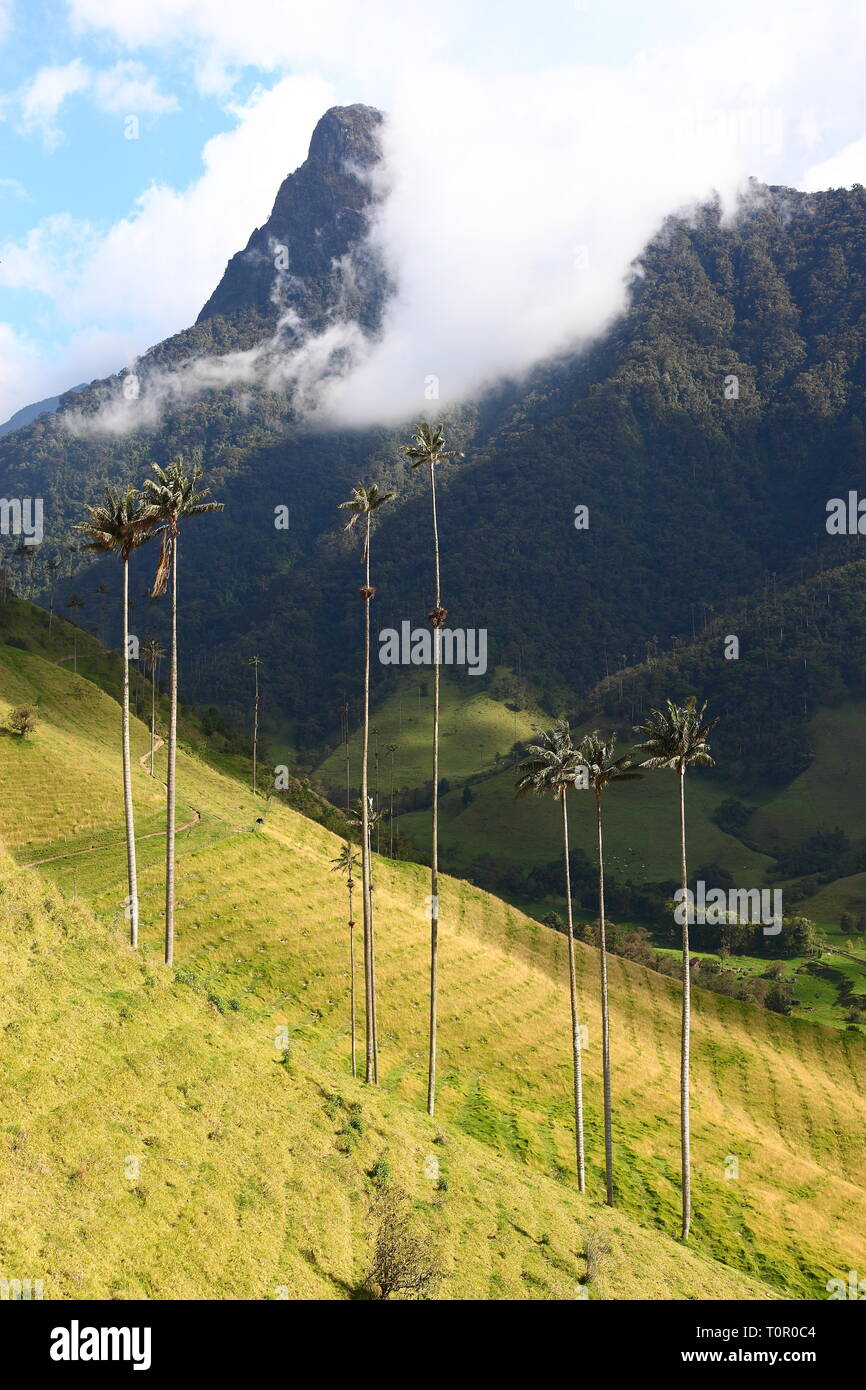 Towering Wax palm trees upto 60metres high, in the Valle de Cocora, to ...