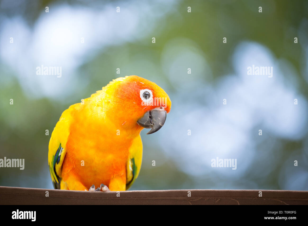 Aratinga solstitialis (conure) with green background Stock Photo - Alamy