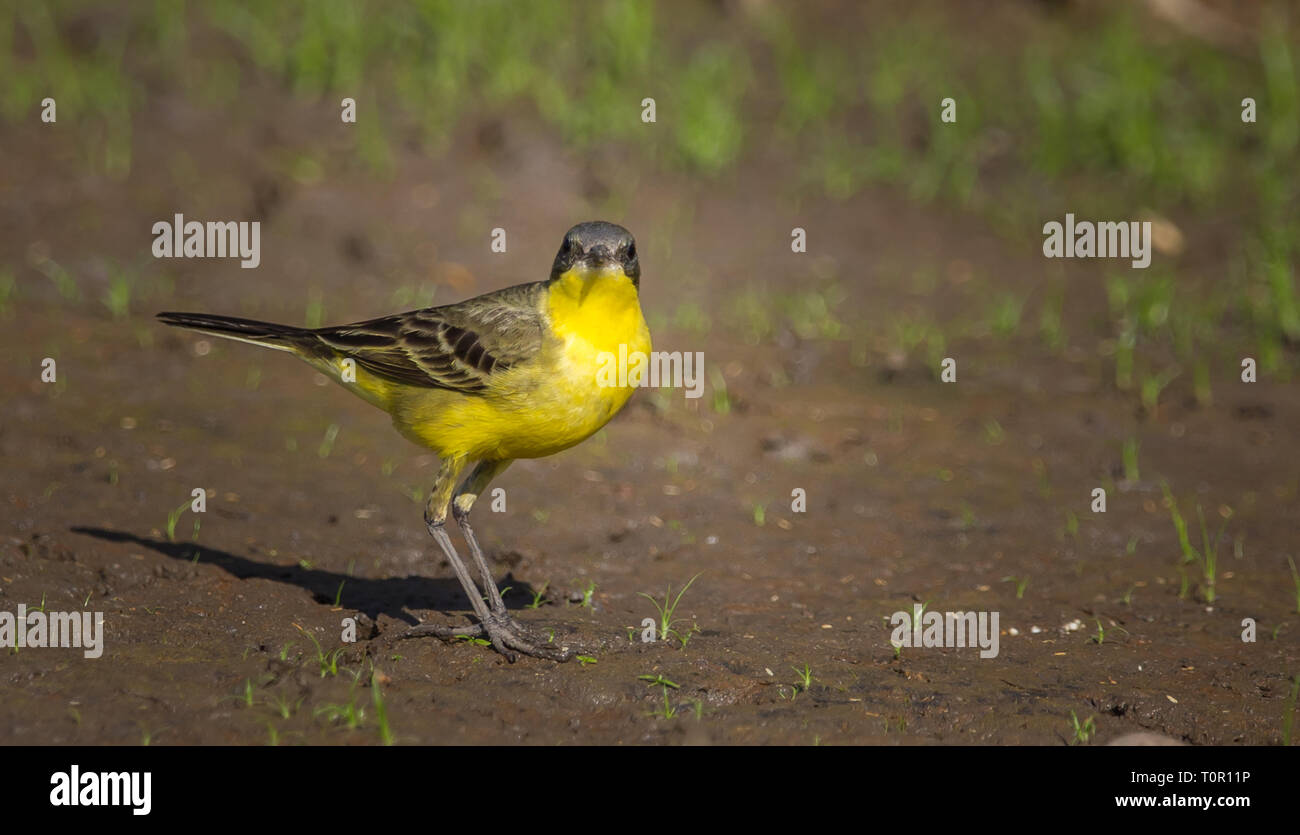 Eastern Yellow Wagtail (Motacilla flava) Walking on the ground Stock ...