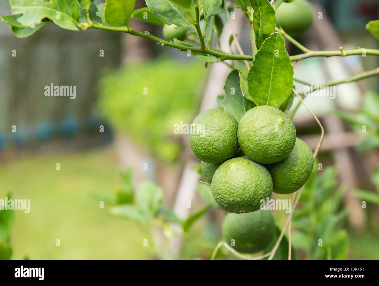 Thai Lemon on the tree Stock Photo - Alamy