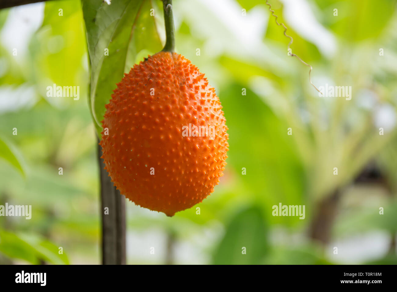 Momordica cochinchinensis in garden Stock Photo - Alamy