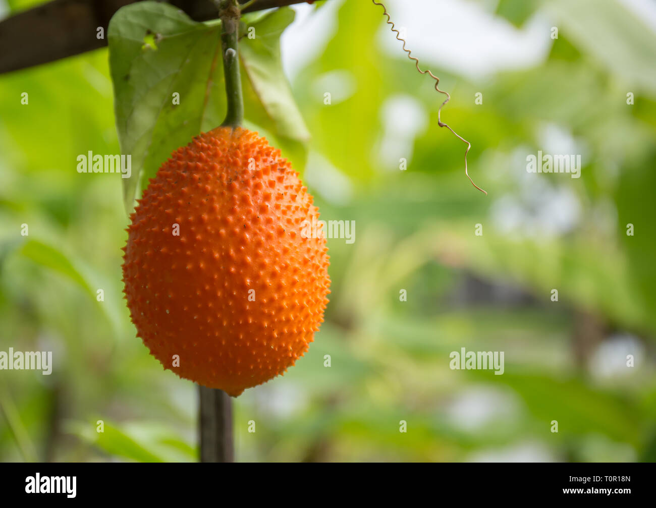 Momordica cochinchinensis hi-res stock photography and images - Alamy