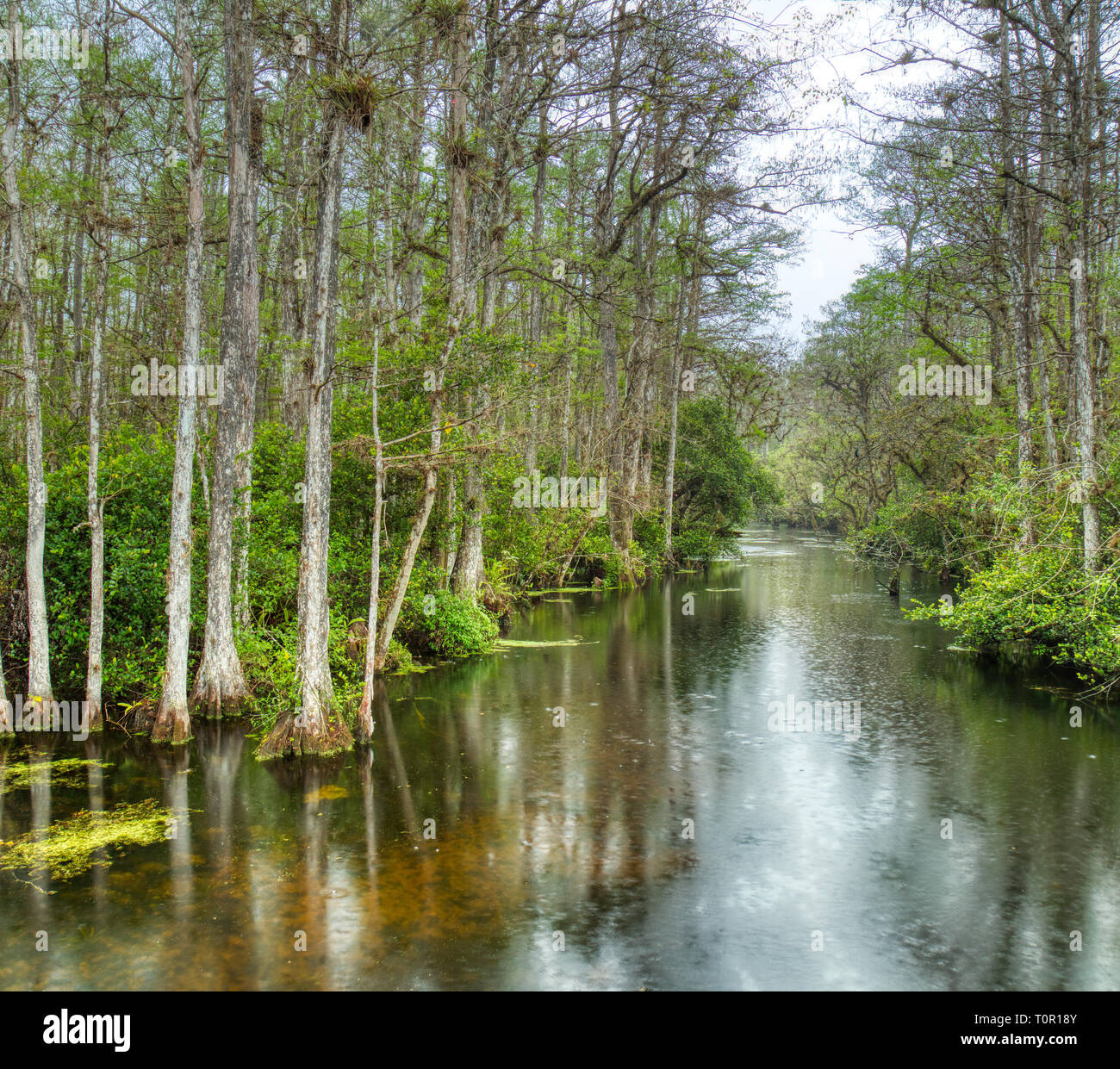 Cypress trees in swamp in Sweetwater Slough on Loop Road in Big Cypress ...