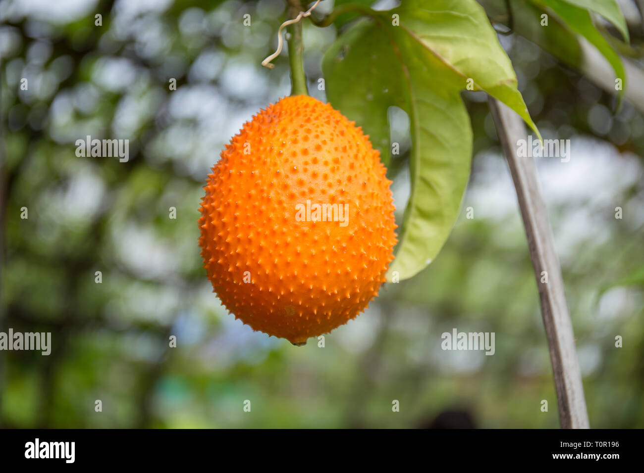 Cochinchinensis hi-res stock photography and images - Alamy