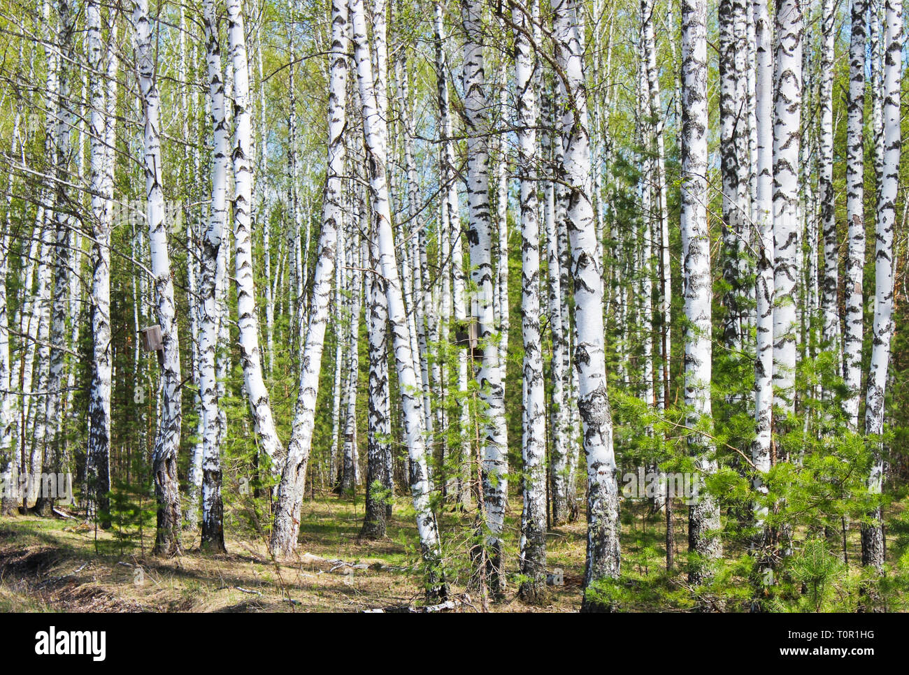 The landscape in a birch forest in the early spring Stock Photo - Alamy