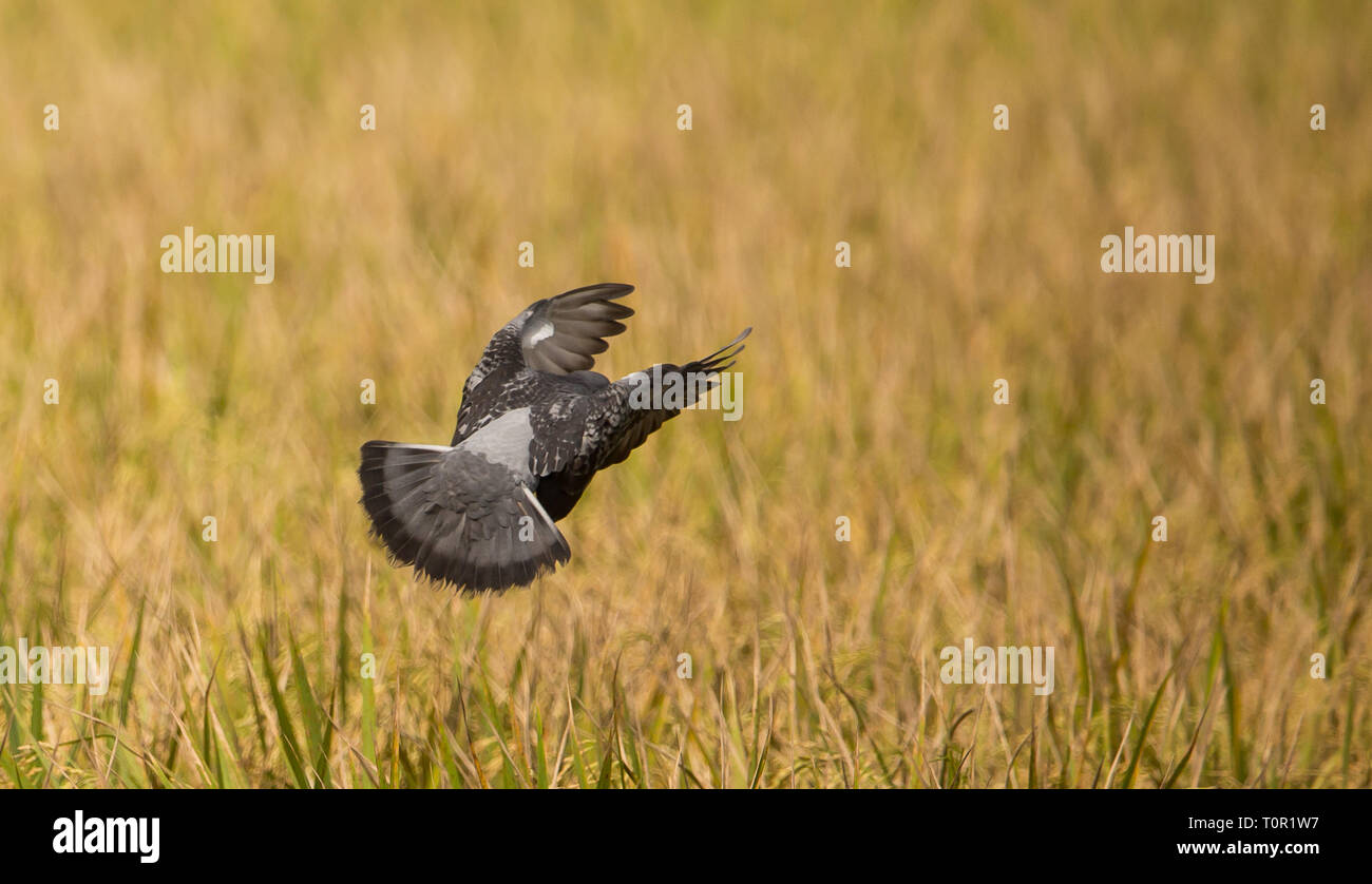 Flight over rice fields hi-res stock photography and images - Alamy