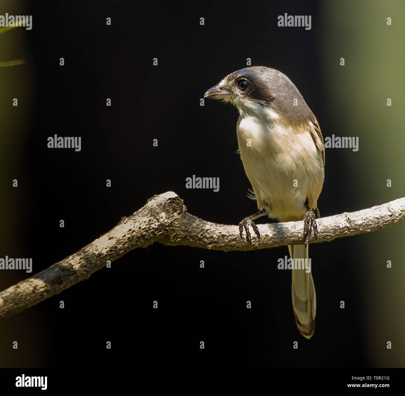 Burmese Shrike ( Lanius collurioides ) on the branches of trees Stock ...