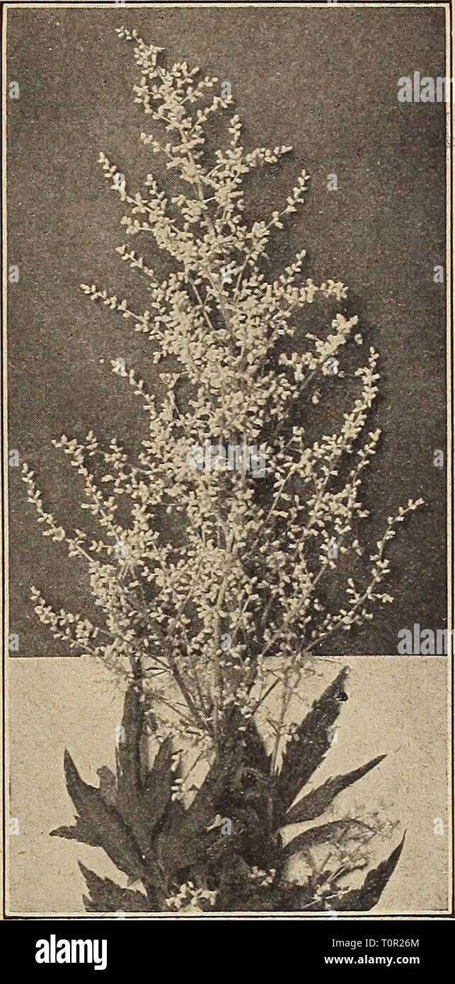 Artemisia stellariana hi-res stock photography and images - Alamy