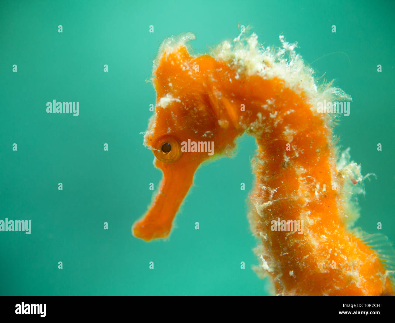 Beautiful orange sea coral hi-res stock photography and images - Alamy