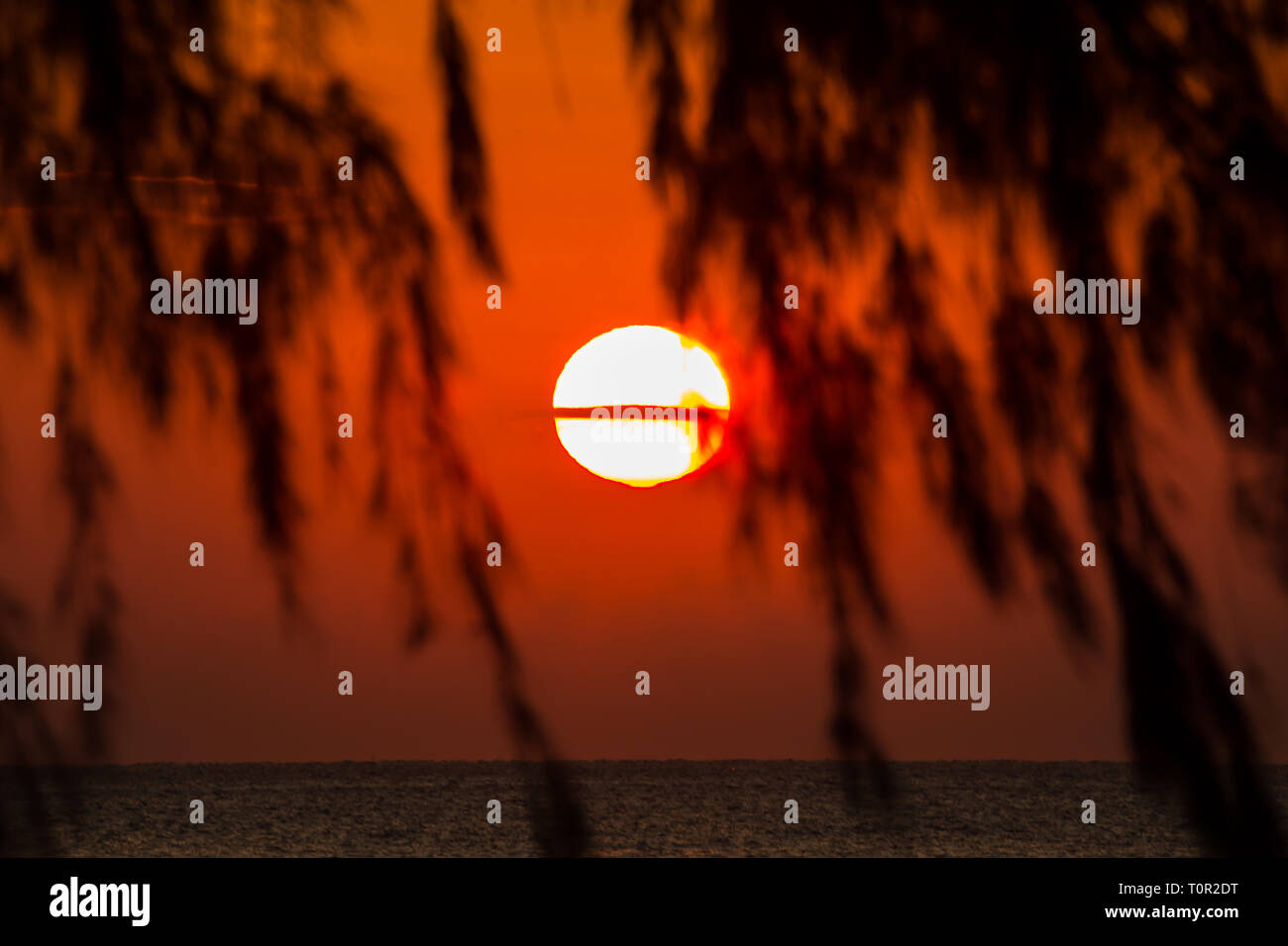 Pine trees with the sun in the background Stock Photo - Alamy