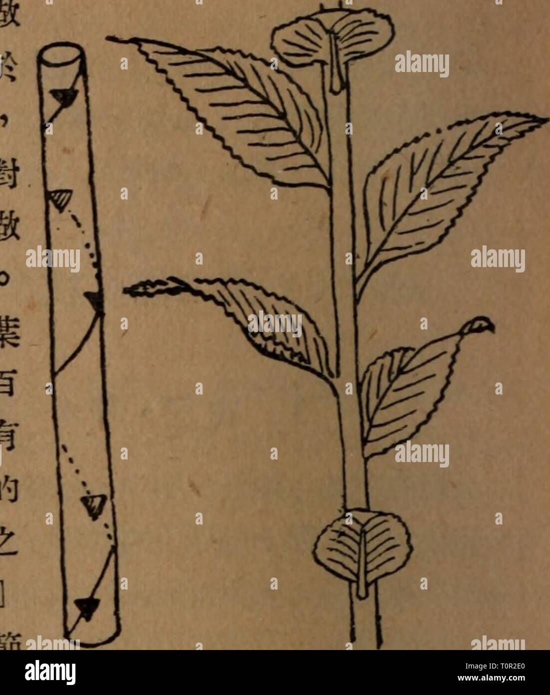 dong bei shi yong guo dong bei shi yong guo shu zai pei ...