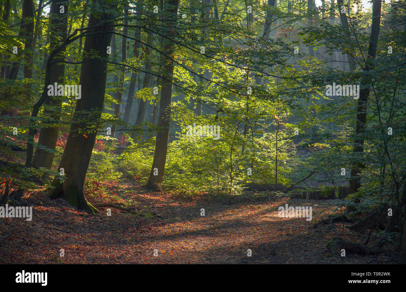 Colours of sunlight hi-res stock photography and images - Alamy