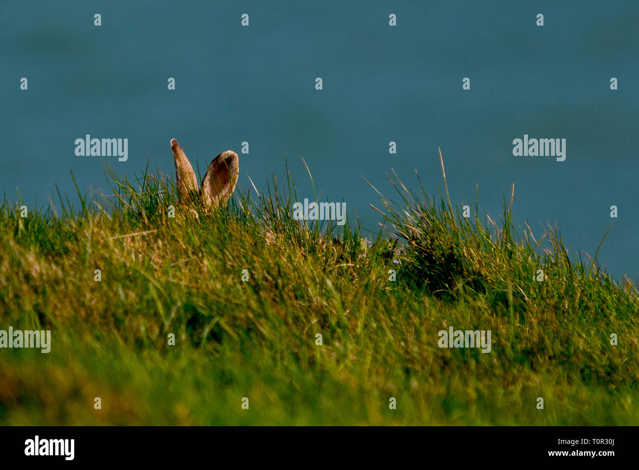 Rabbit peeping hi-res stock photography and images - Alamy