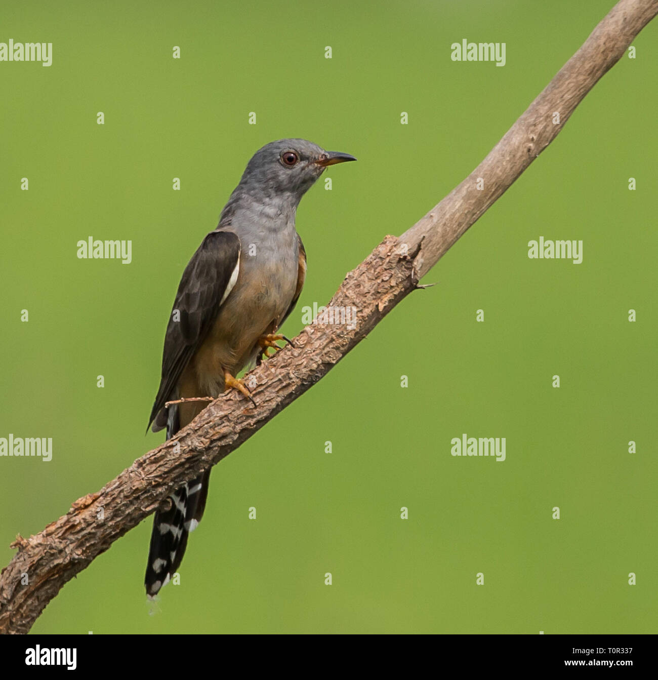 plaintive cuckoo : Cacomantis merulinus) on banch with green background ...