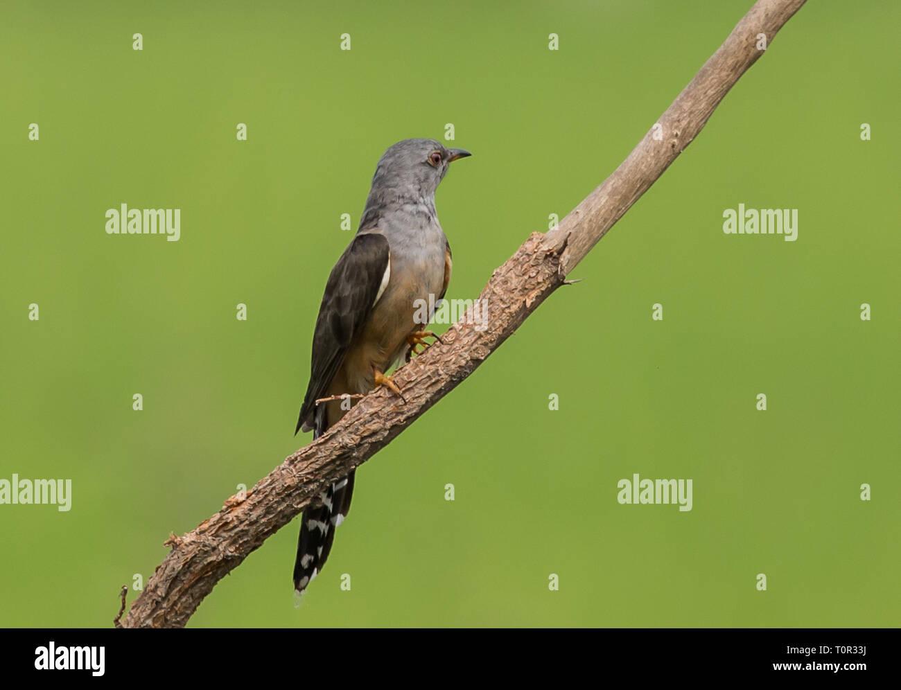 plaintive cuckoo : Cacomantis merulinus) on banch with green background ...