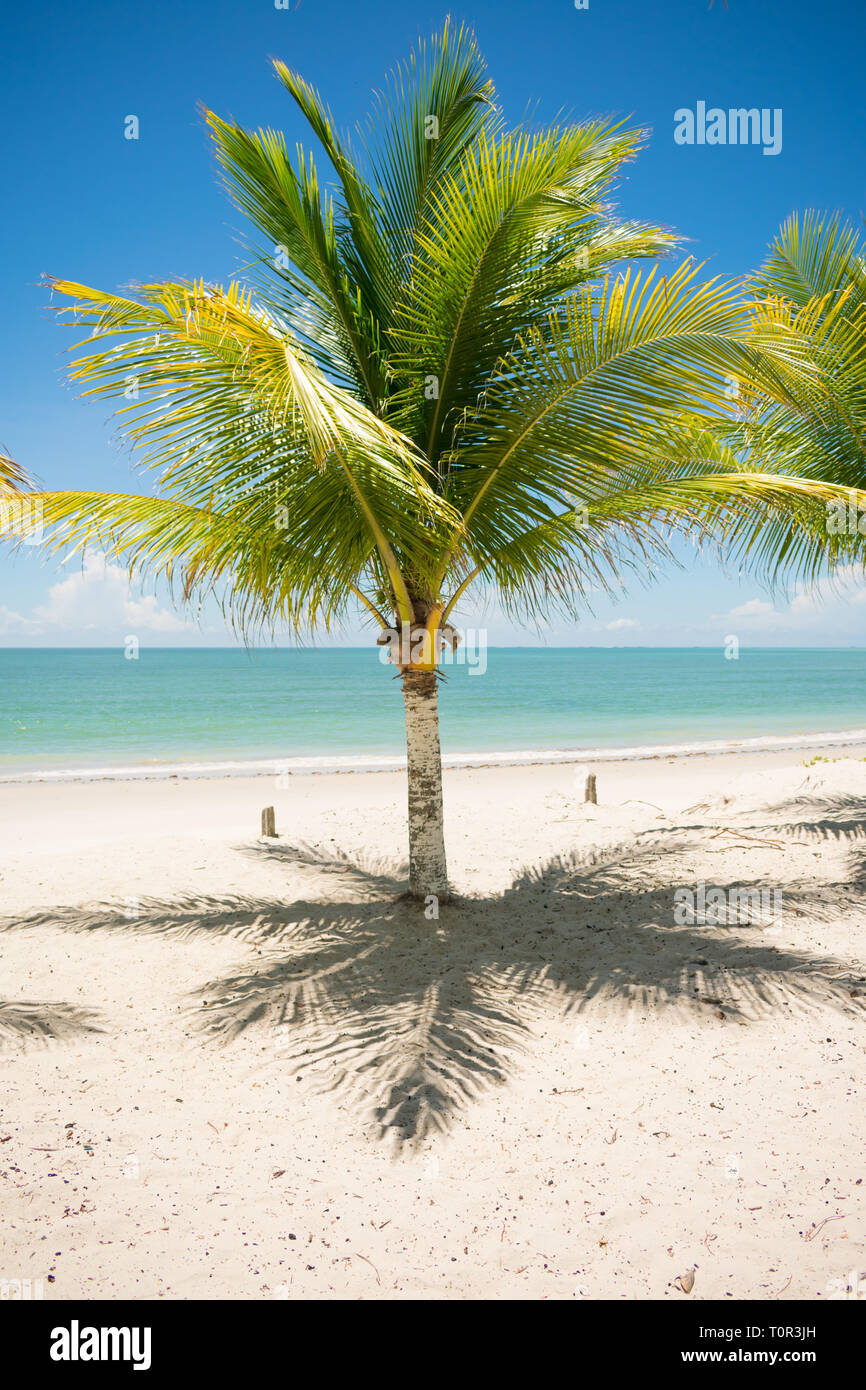 Pernambuco Tree High Resolution Stock Photography and Images - Alamy