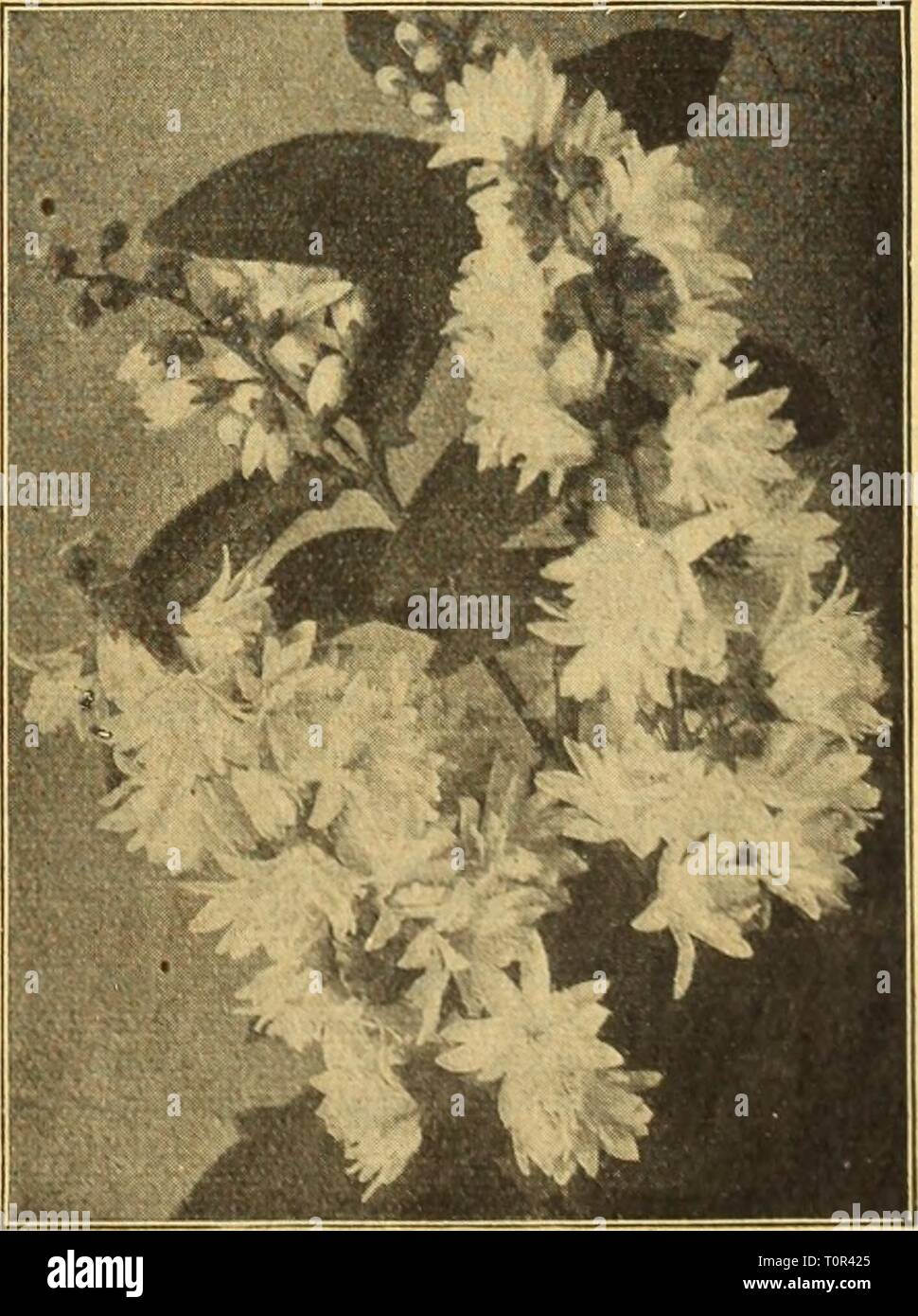 Hercules club tree hi-res stock photography and images - Alamy