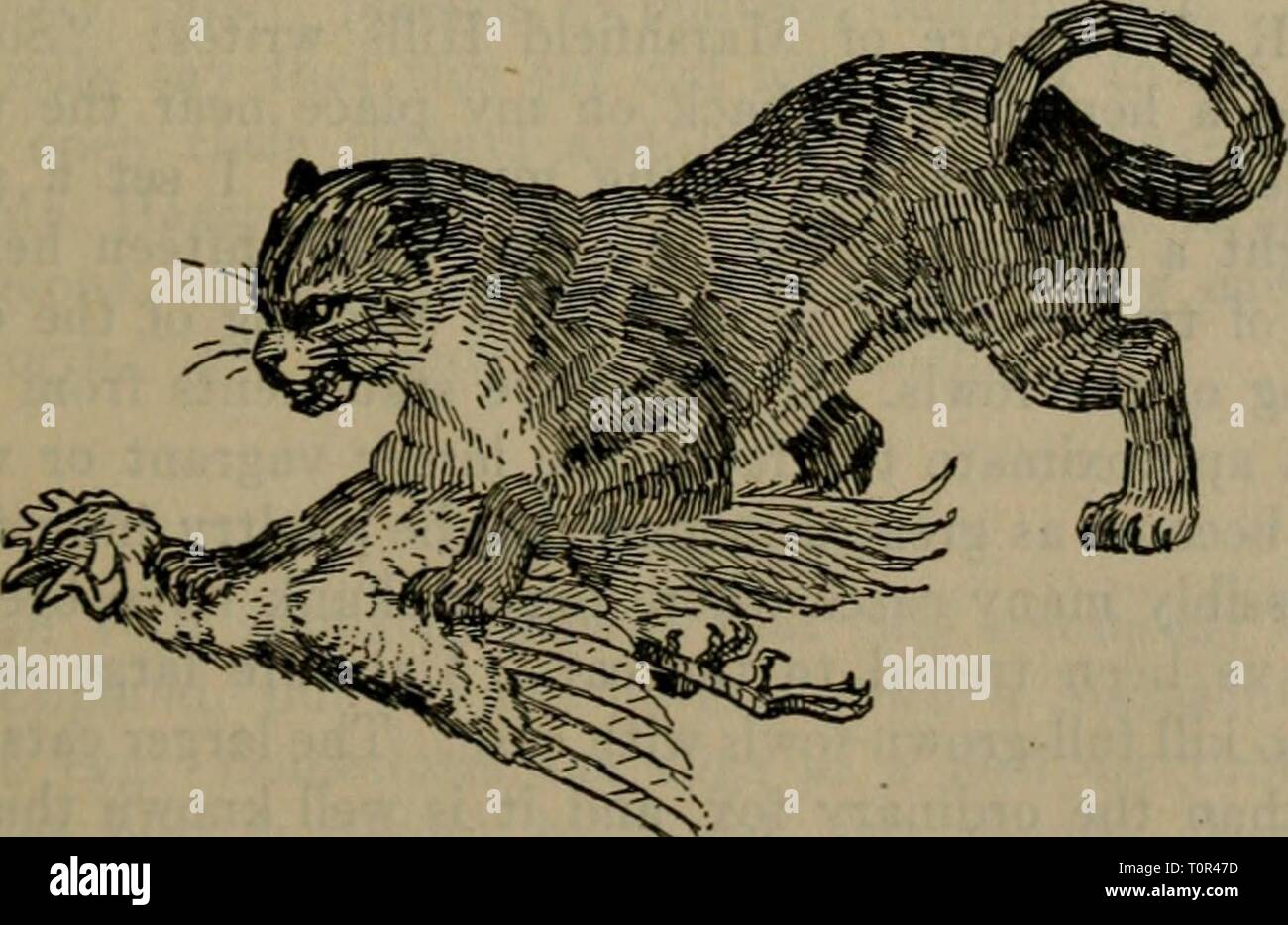 Cat attacking bird hi-res stock photography and images - Alamy