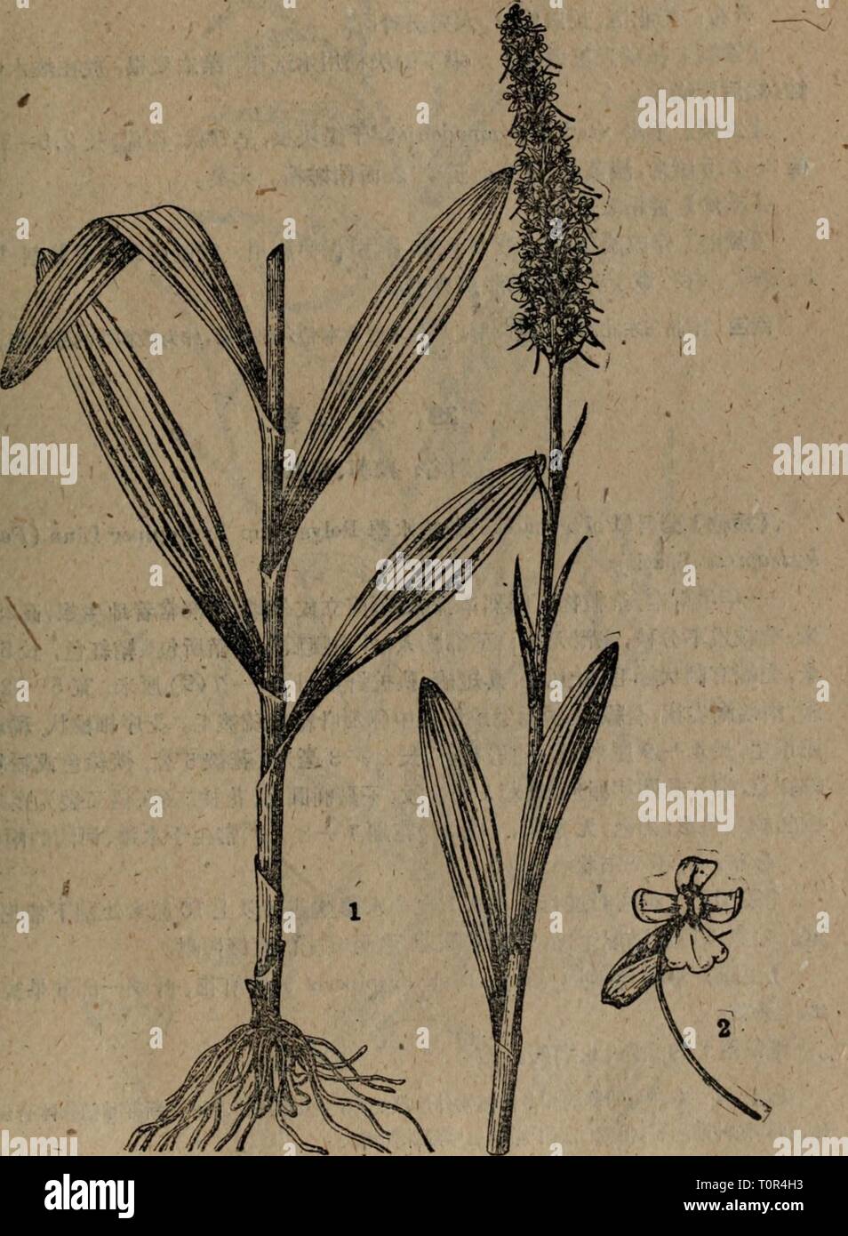 dong bei zhi wu yao Stock Photo - Alamy