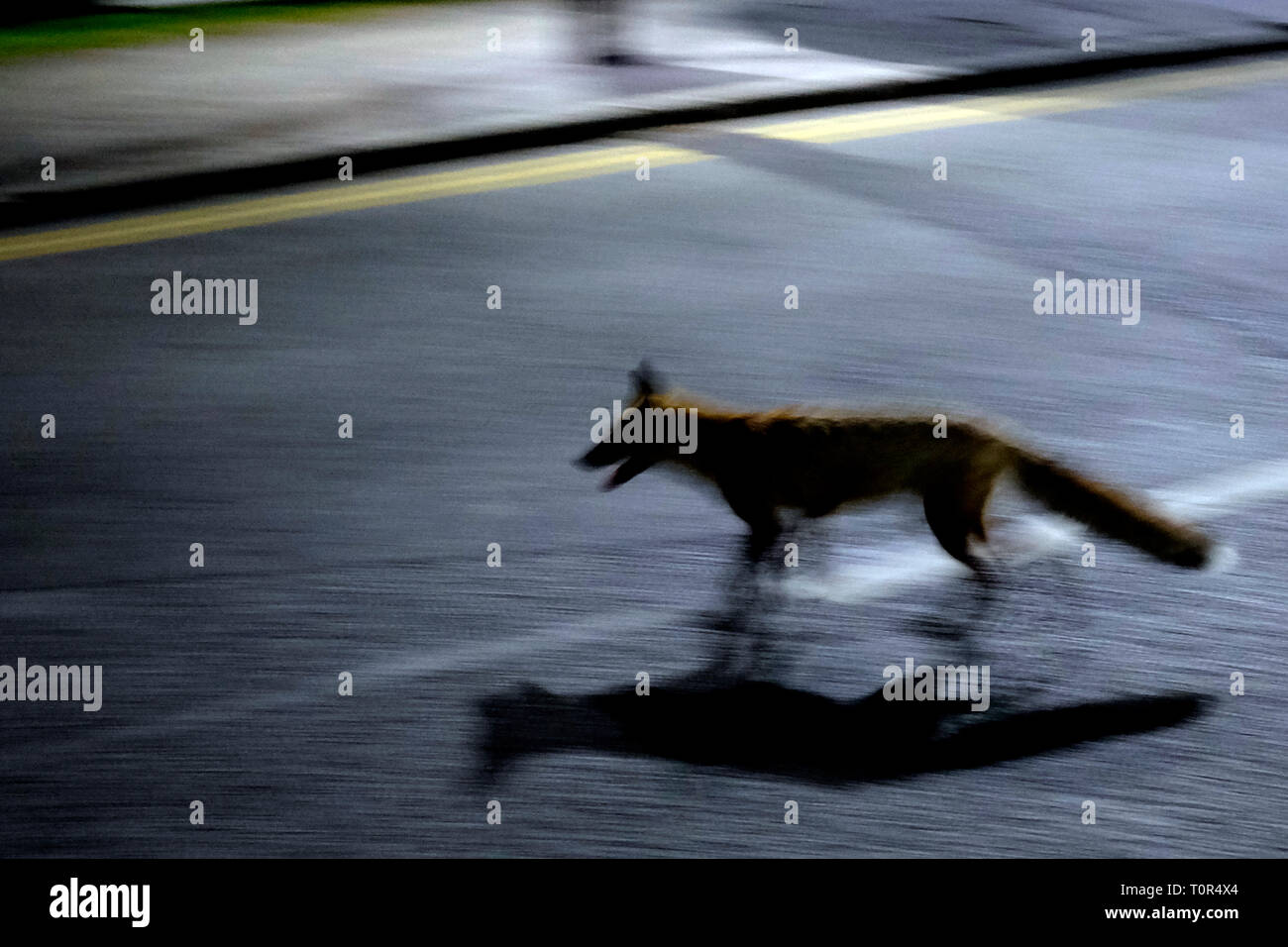 Fox trotting hi-res stock photography and images - Alamy