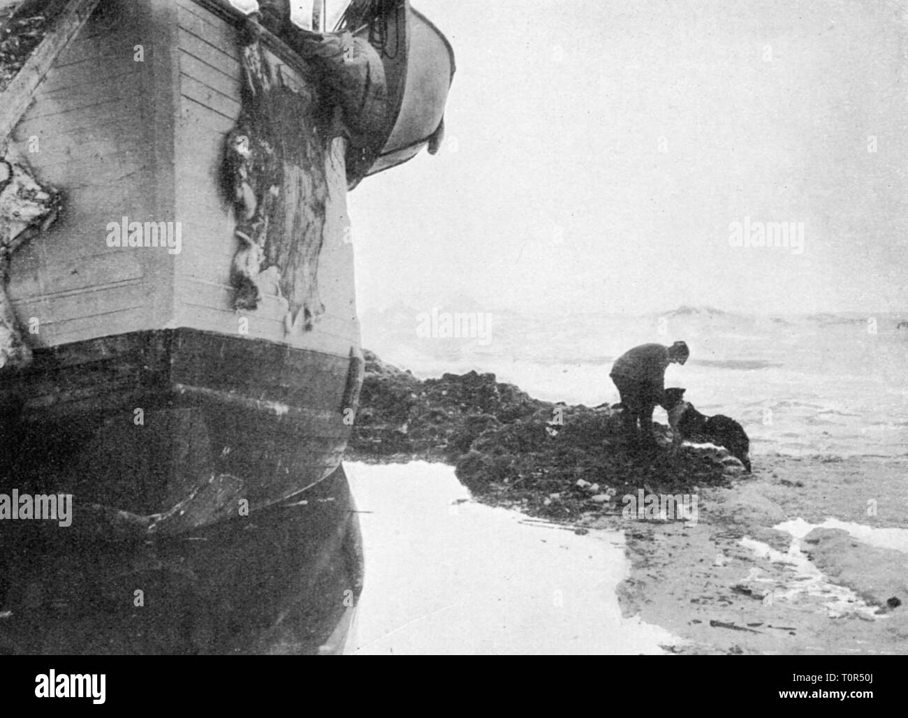 Arctic animal transportation Black and White Stock Photos & Images - Alamy