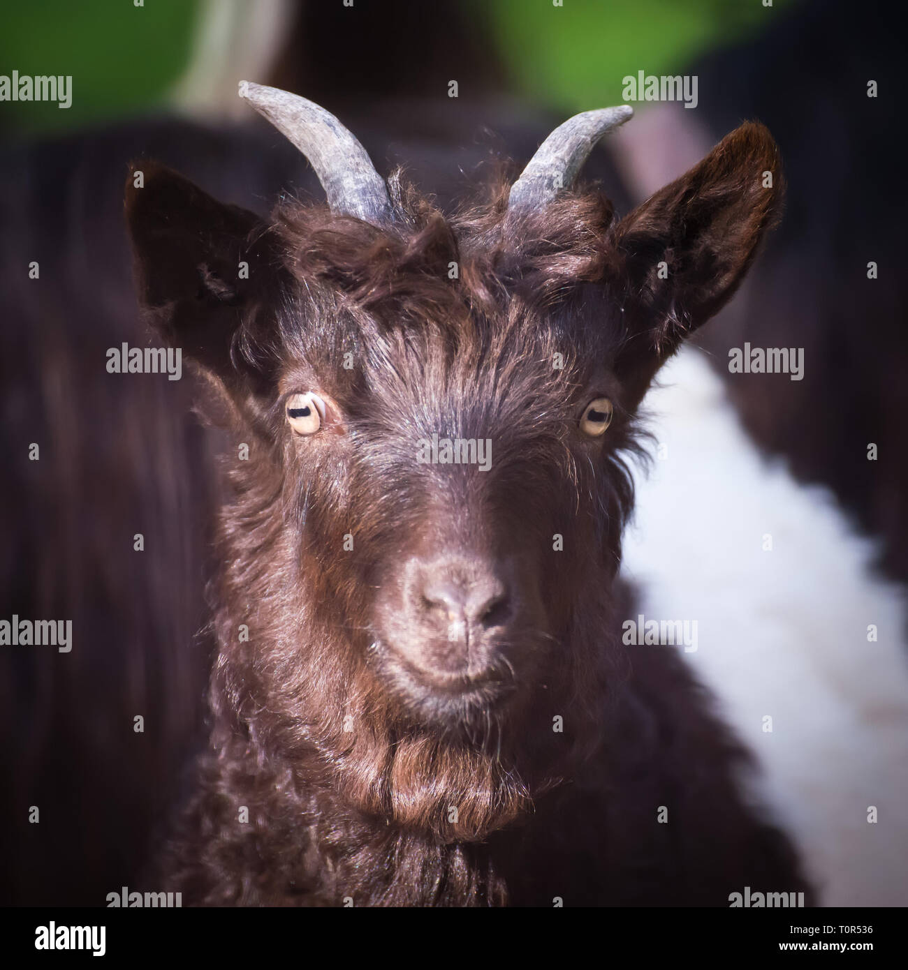 Hairy goat hi-res stock photography and images - Alamy