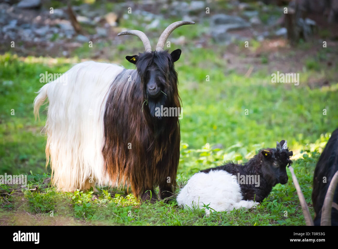 Hairy goat hi-res stock photography and images - Alamy