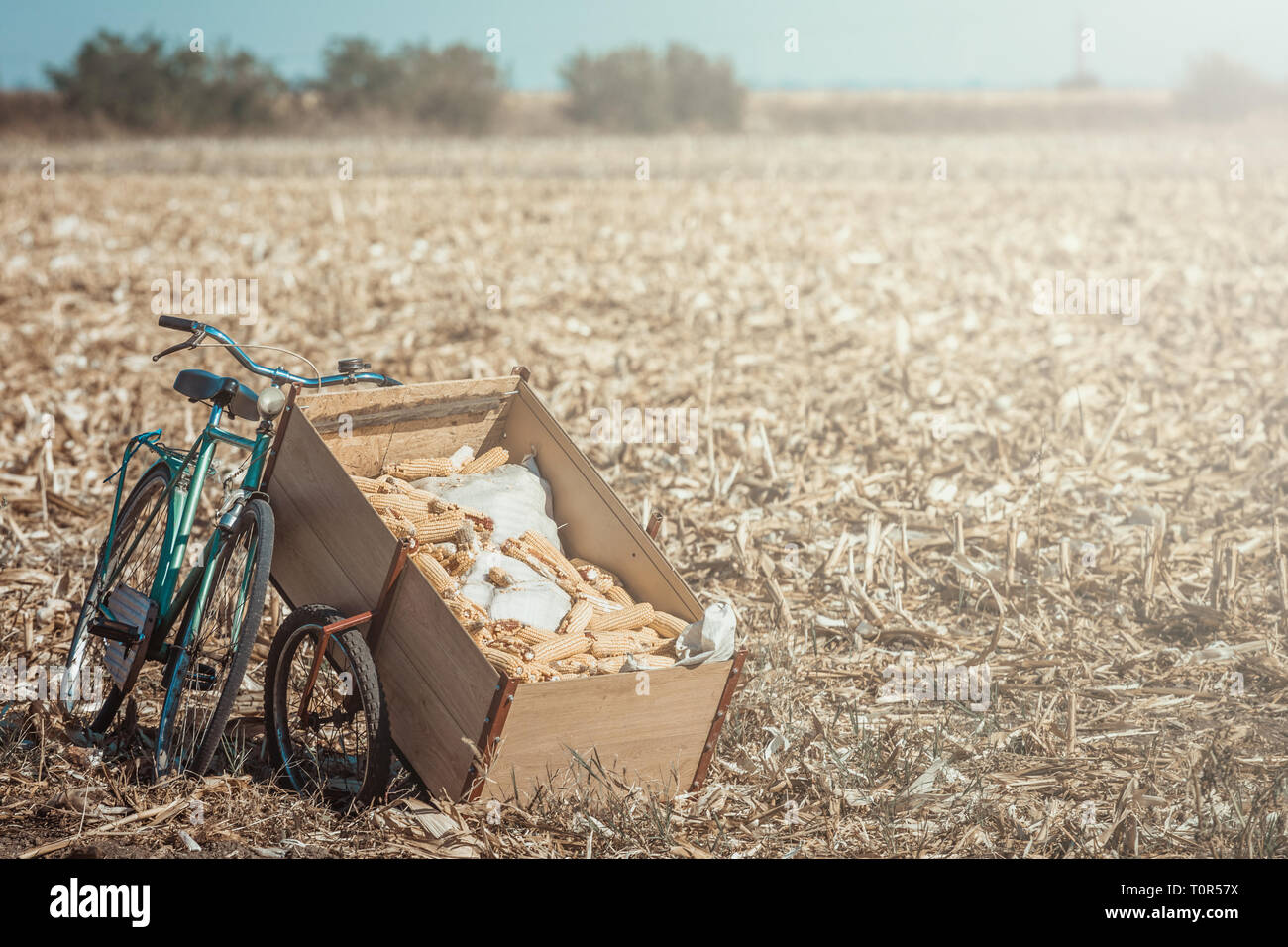 Green bicycle leaned on trailer full of corns on corn field Stock Photo ...