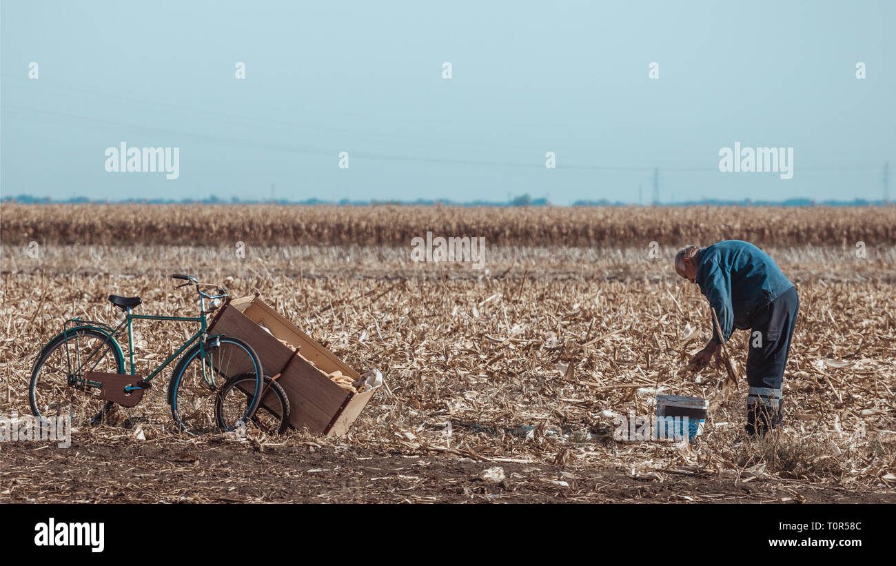 Green bicycle leaned on trailer full of corns on corn field with old ...