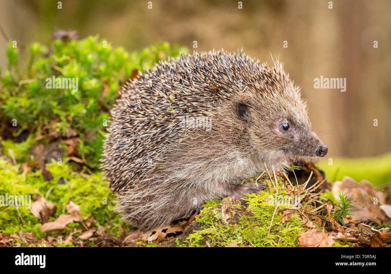 Hedgehog, (Erinaceus Europaeus) wild, native hedgehog in natural ...
