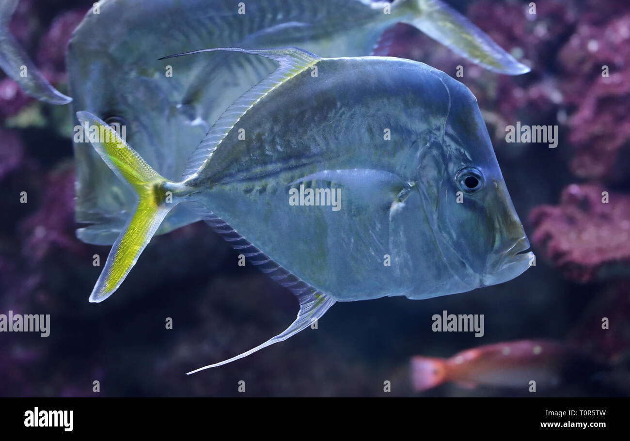 Vomer fish hi-res stock photography and images - Alamy