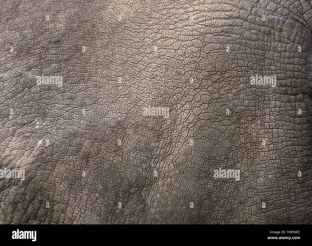 Rhino skin texture hi-res stock photography and images - Alamy