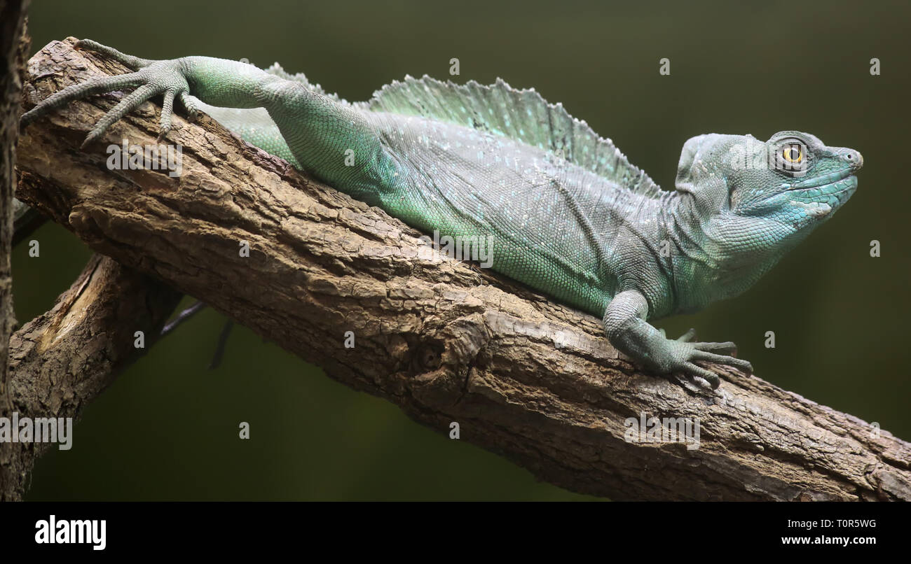Close-up view of a Plumed basilisk (Basiliscus plumifrons Stock Photo ...