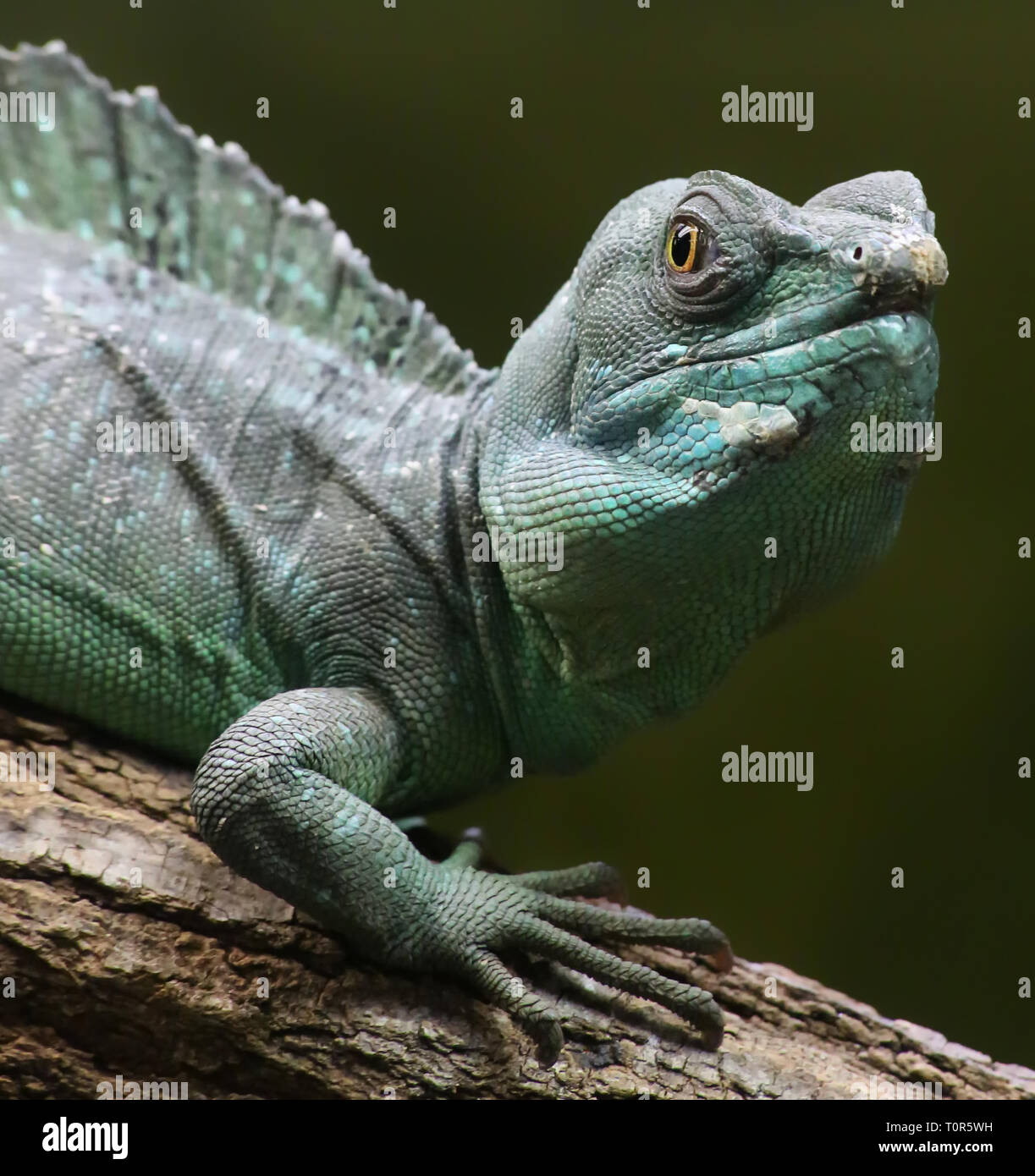 Basiliscus plumifrons costa hi-res stock photography and images - Alamy