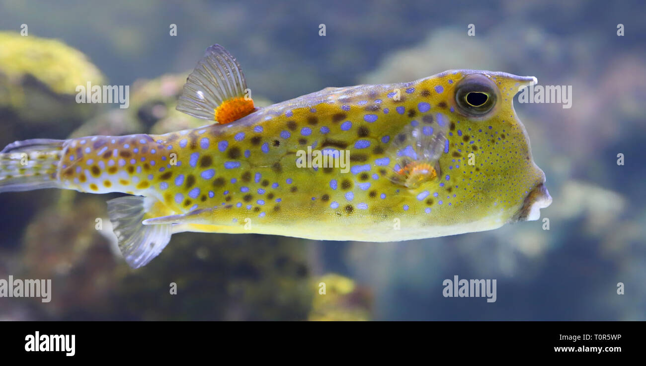 Close-up view of a Longhorn cowfish (Lactoria cornuta Stock Photo - Alamy
