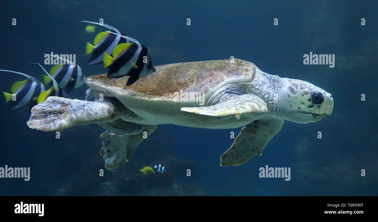 Diving Loggerhead sea turtle (Caretta caretta Stock Photo - Alamy