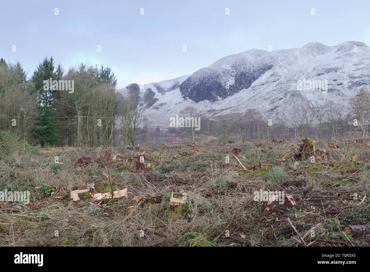 Tree felling forest and mountains trees chopped and removed in winter ...